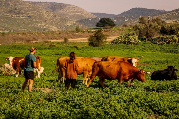 Does the Land of Israel still flow with milk and honey? | All Israel News