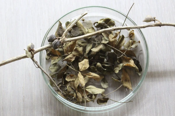 Scientists regrow ancient source of the Balm of Gilead from 1,000-year ...
