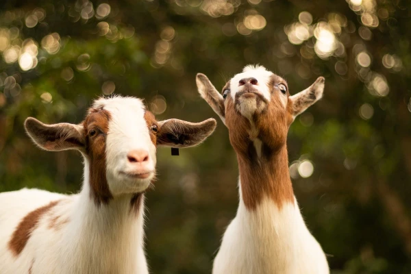 Yom Kippur and the unique ceremony of the two goats | All Israel News