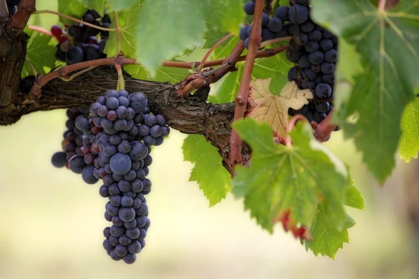 From the Land to the bottle: The Israeli vine is a heritage rich in ...